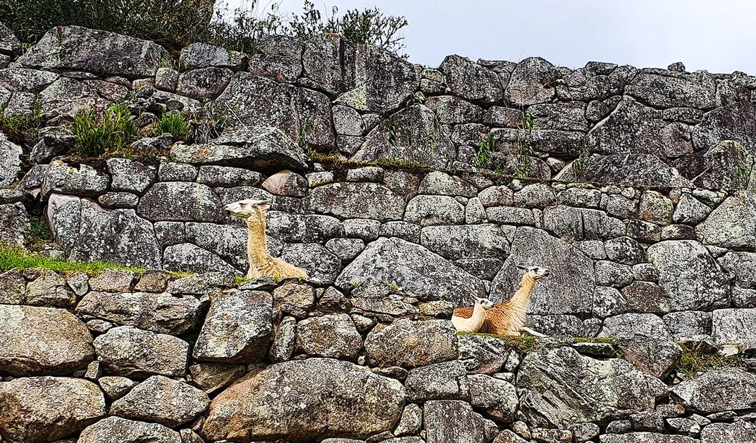 Complete List of animals of machu picchu